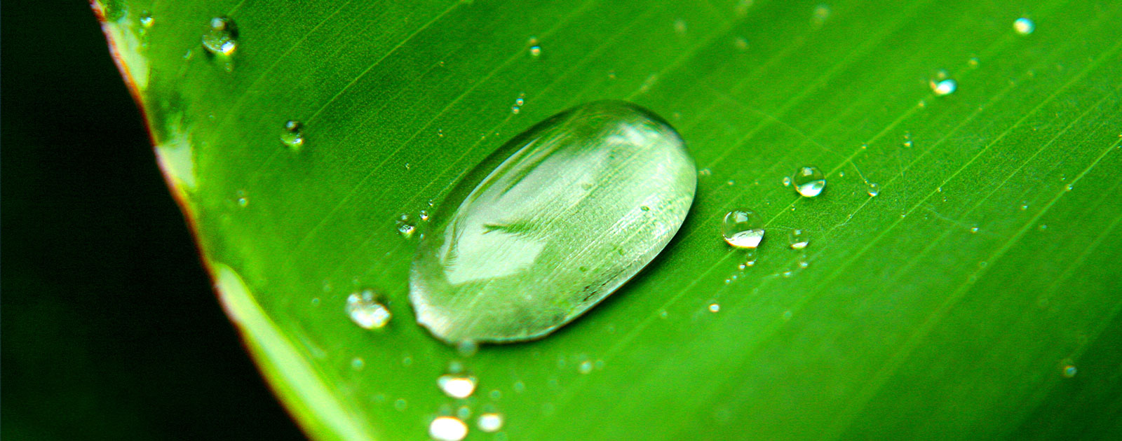 Glubran 2 – GEM Italy